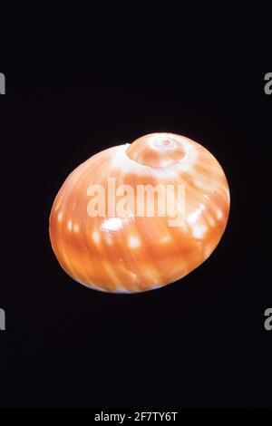 Starry moon shell (Natica stellata), shells of sea snail Stock Photo ...