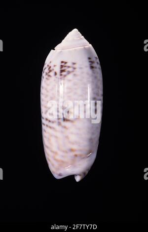 Indian Olividae Shell Stock Photo - Alamy
