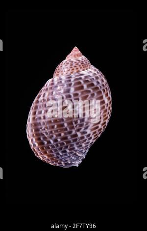 Partridge Tun Snail, Tonna perdix, Marsa Alam, Red Sea, Egypt Stock ...