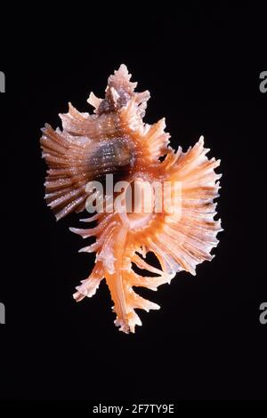 Chicoreus palmarosae, Rose Branch Murex Shell, course petal-like ...