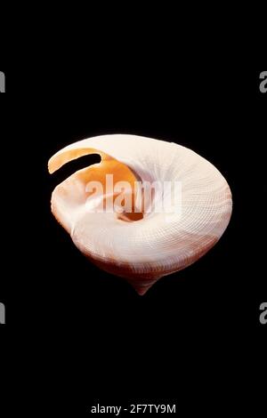 The Emperor's Slit Shell, Mikadotrochus hirasei, is found only in deep ...