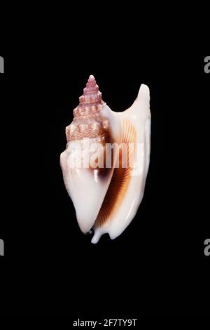 The Vomer Conch, Euprotomus vomer, is a small true conch from the ...