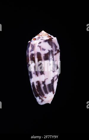 The shell of a striated cone snail (Conus striatus Stock Photo - Alamy