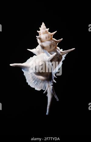 Sea shell Murex (Siratus) alabaster. Giappone Stock Photo - Alamy