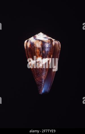 Image of cone snail shells or Cone shell on a white background ...