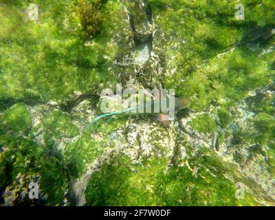 Parrot fish at Punta Espinoza, Fernandina Island, Galapagos, Ecuador ...