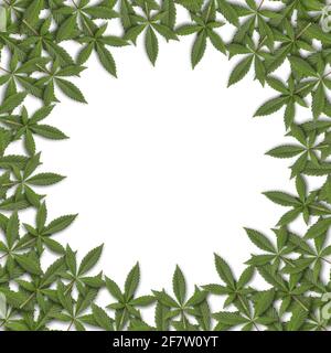 marijuana frame with white background Stock Photo - Alamy
