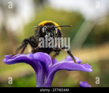 Bee in purple flower. Bokeh background with empty copy space Stock ...