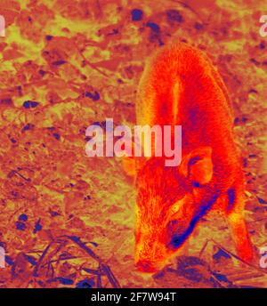 Wild boar in scientific high-tech thermal imager in forest. Animals and ...