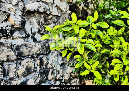 Medieval defense wall, digitally filtered picture, Viviers, Ardeche ...