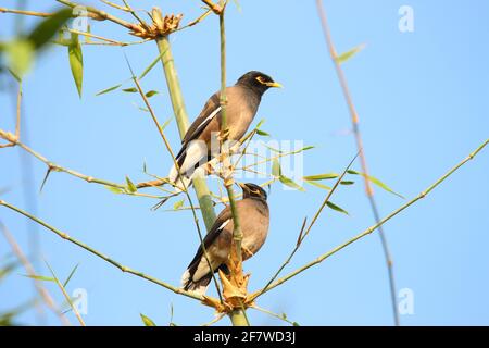 A closeup shot of a common myna bird Stock Photo - Alamy