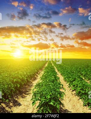 Green field of potato crops in a row. Agriculture. Growing of potato ...
