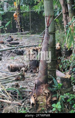 sprout of Bamboo growing in the ground in the garden Stock Photo - Alamy