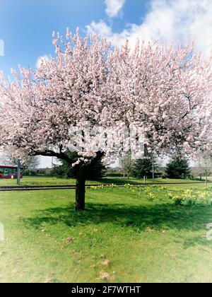 Spring landscape near Croydon with tree in blossom and urban green ...