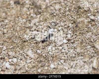 Glanville Caterpillar Caterpillar Crawling on Chalk Stock Photo - Alamy