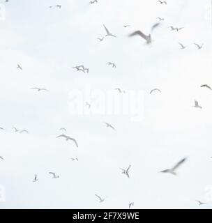 A flock of seagulls fly above the landfill site at Milton ...