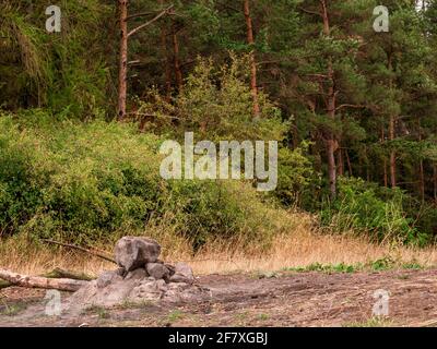 Edge of the forest in the summer. In the background a blue sky with ...