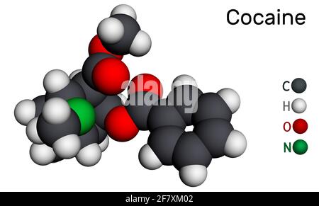 Cocaine. Molecular model of the drug cocaine (C17.H21.N.O4). This ...