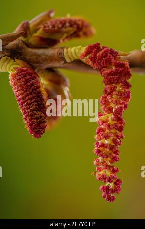 Male flowers of Populus nigra subsp. betulifolia Stock Photo - Alamy