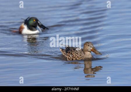 A pair of Northern Shoveler (Spatula clypeata) ducks in breeding ...