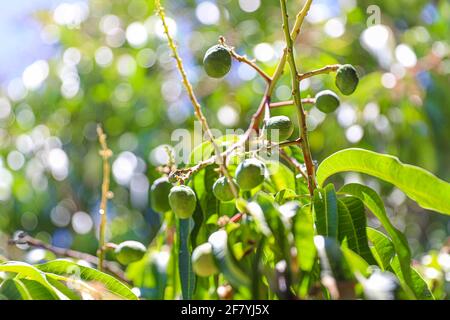 Sprout of small mango fruits, mangoes, mango tree (Photo by Luis ...