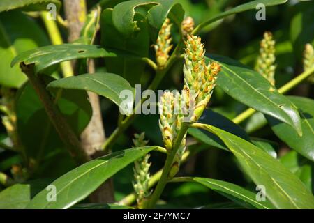 cherry-laurel (Prunus laurocerasus 'Genolia', Prunus laurocerasus ...