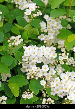 Blooming Spier shrub, spiraea, in spring Stock Photo - Alamy
