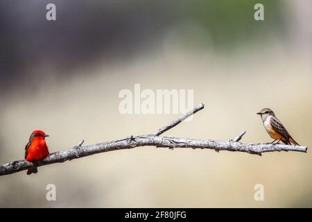 Little Cardinal Flycatcher, Little Cardinal. .San Pedro River Basin ...