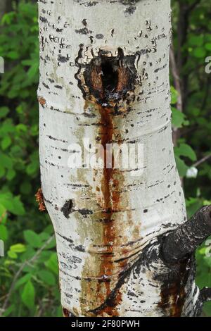 Closeup of an aspen poplar weeping sap in spring from a wound Stock ...