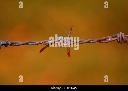 Steel chain with spike for the fence normally for the safety and ...