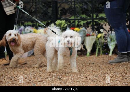 Sandringham, UK. 09th Apr, 2021. The Norwich Gates at Sandringham is ...