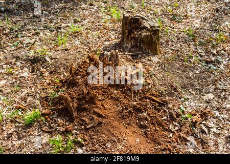 remains of a rotten stump in the forest, covered with moss and lichen ...