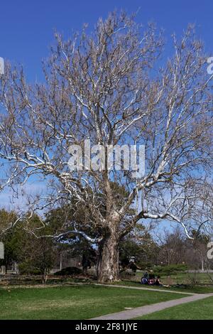 Magnificent old bone-white buttonwood tree (Platanus occidentalis) at ...
