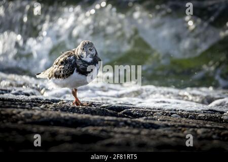waves splash on frozen stone Stock Photo - Alamy