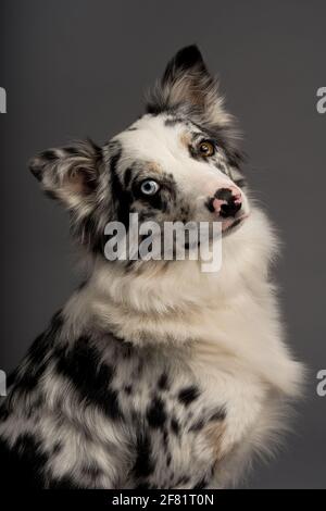 A vertical shot of a spotted border collie dog with heterochromia eyes ...