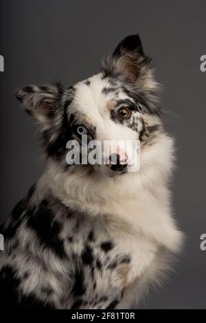 A vertical shot of a spotted border collie dog with heterochromia eyes ...