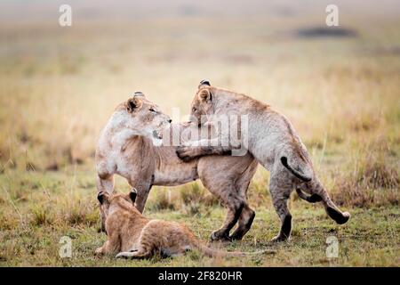 Two young male lions fight each standing other on their hind legs ...