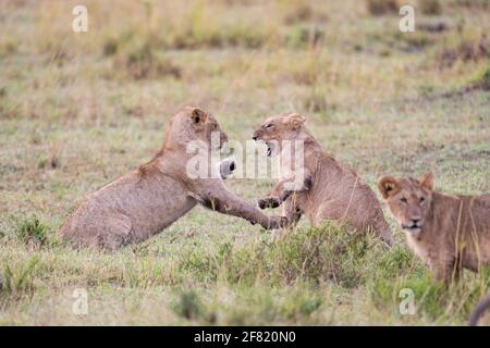 Two young male lions fight each standing other on their hind legs ...