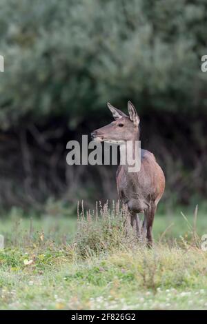 Red deer female comes out the forest at dusk (Cervus elaphus Stock ...