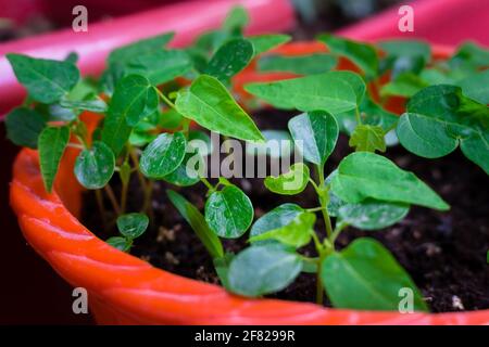 Aganonerion is a plant genus in the family Apocynaceae. Aganonerion ...