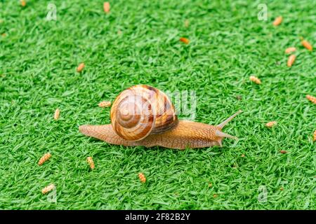 Snail on the green artificial grass. Animals life Stock Photo - Alamy