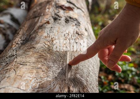 Forester pointing finger to pattern from bark beetle (Ips typographus ...