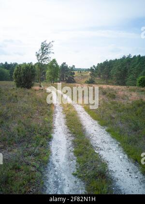 Lüneburg Heath, Lunenburg Heath, Lueneburger Heide, Germany, woman with ...