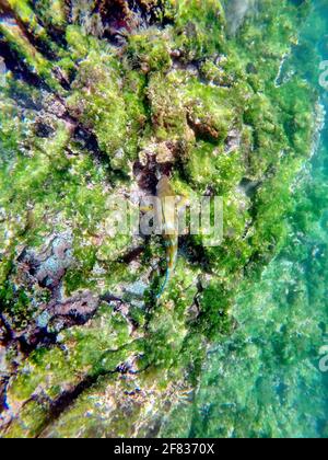 Parrot fish at Punta Espinoza, Fernandina Island, Galapagos, Ecuador ...