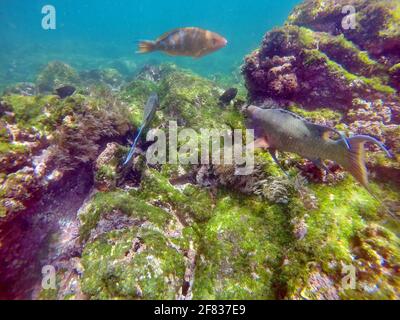 Parrot fish at Punta Espinoza, Fernandina Island, Galapagos, Ecuador ...