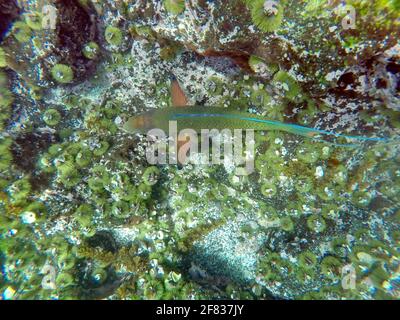 Parrot fish at Punta Espinoza, Fernandina Island, Galapagos, Ecuador ...