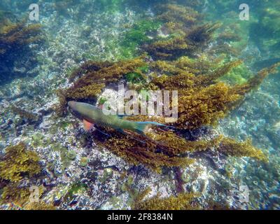 Parrot fish at Punta Espinoza, Fernandina Island, Galapagos, Ecuador ...