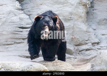 asiatic black bear or moon bear (ursus thibetanus Stock Photo - Alamy