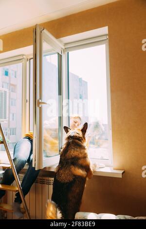 Woman washes window in apartment Stock Photo - Alamy