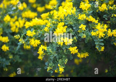 Coronilla glauca, of the legume family Fabaceae, is an evergreen shrub ...